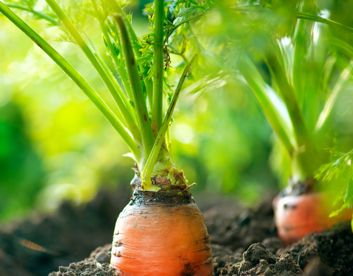 Carrot - Nantes Coreless -(Daucus carota sativus) Nantes Carrots non G ...