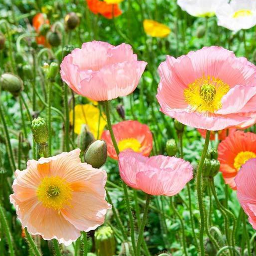 Poppy - Iceland Poppy (Papavare Nudicaule) Icelandic Poppies Mix Flowe ...