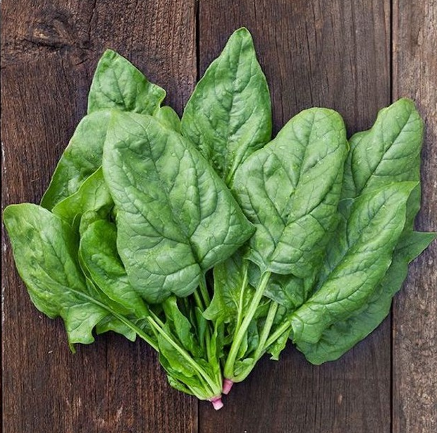 Spinach - Giant Winter (Spinacia oleracea) Cold Hardy Spinach Non GMO ...