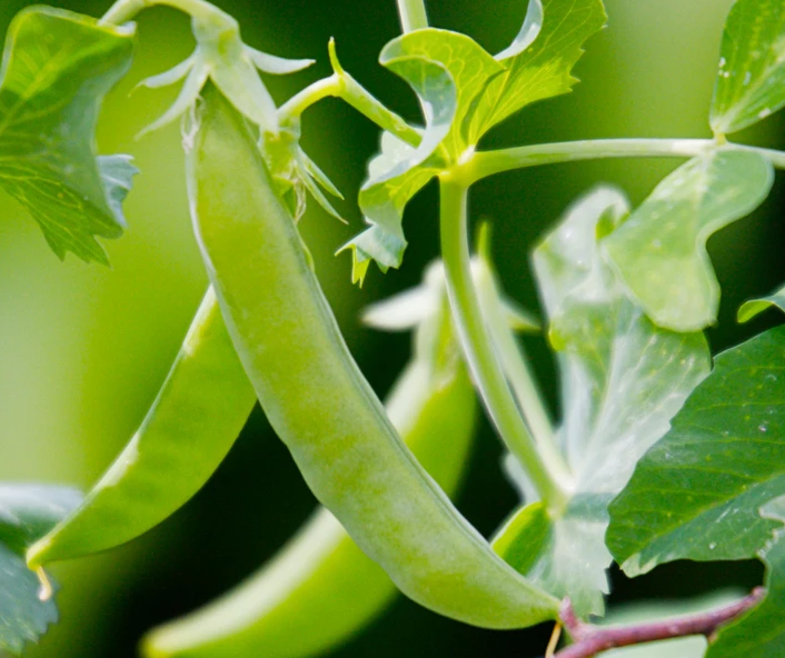 Peas - Cascadia Snap (Pisum Sativum) Sugar Ann Snap Peas Non GMO & Org ...