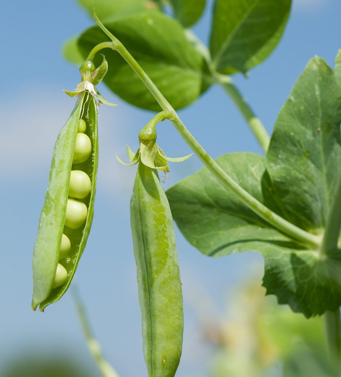 Peas - Shelling Pea -(Pisum sativum) Alderman - Tall Telephone Green P ...