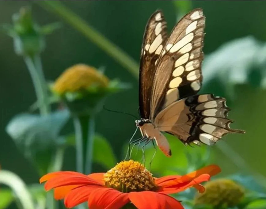 Sunflower - Tithonia - Mexican Red Torchflower (Tithonia rotundifolia ...