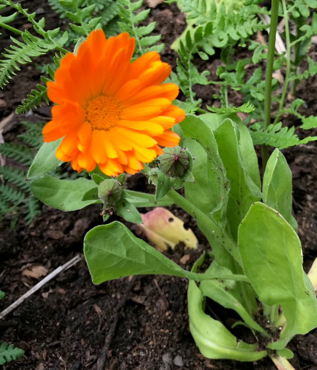 Calendula - Gold Emperor – Marigold (Calendula Officinalis) Calendula ...