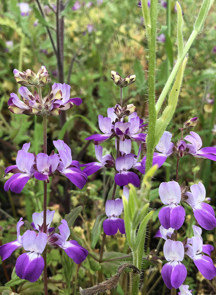 Chinese Houses (Collinsia heterophylla) Blue Eyed Marys Collinsia Nati ...
