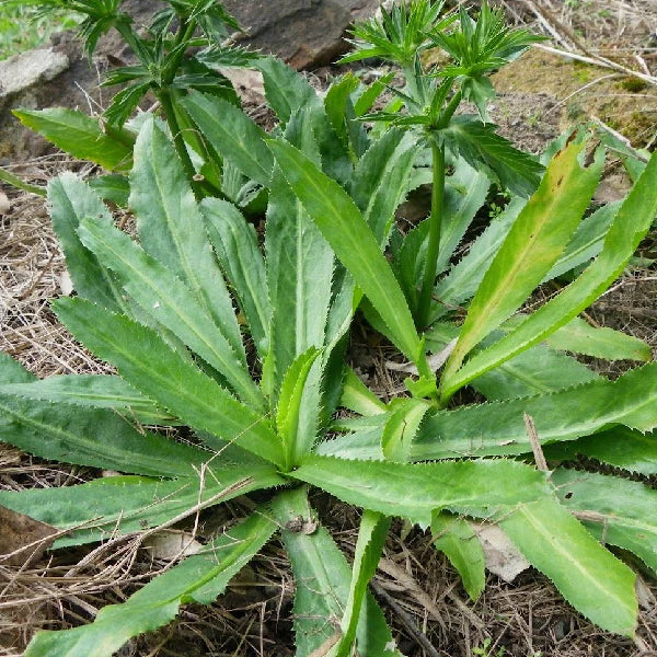 Coriander - Sawtooth - Mexican (Eryngium foetidum) Culantro, Saw Leaf ...