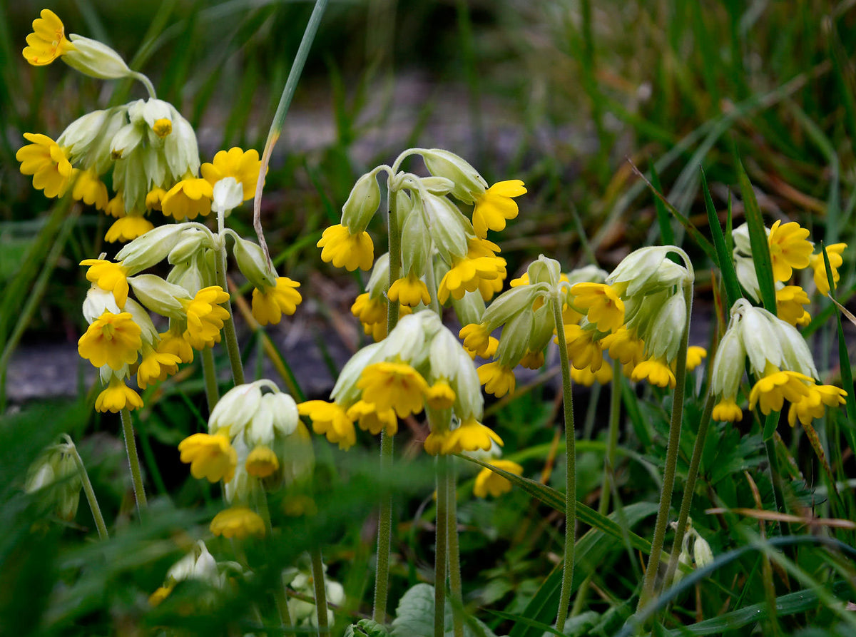 Cowslip - Primula (Primula veris) Common Lemon Yellow Cowslip Primrose ...