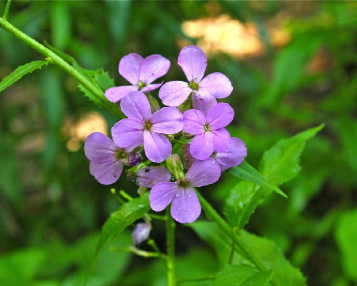 Dame's Rocket -Damask Violet (Hesperis matronalis) Heirloom Woodland W ...