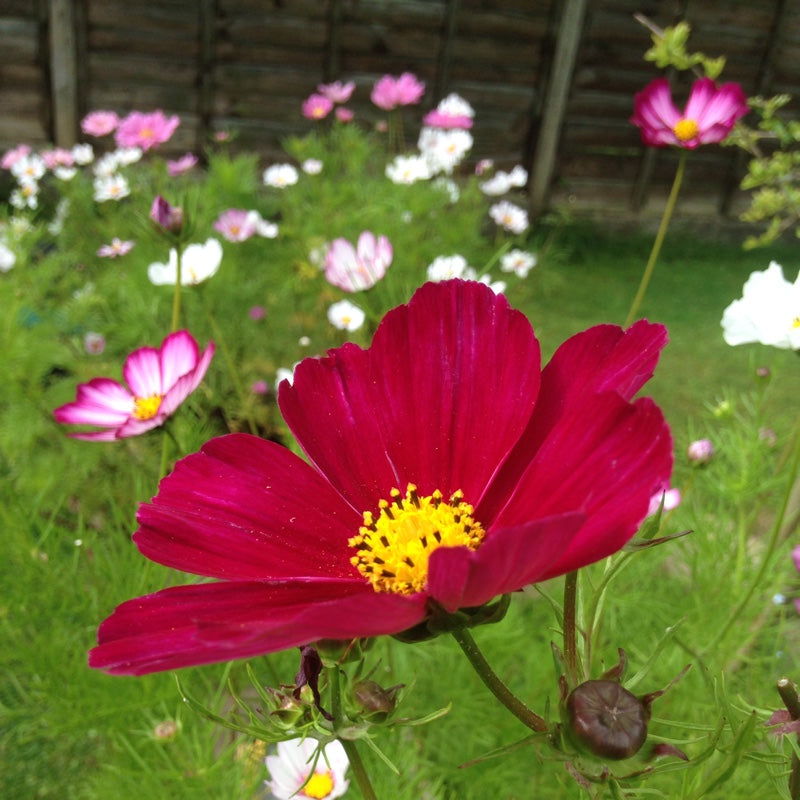 Cosmos - Red Dazzler (Cosmos bipinnatus) Cosmos Red Wildflowers Flower ...