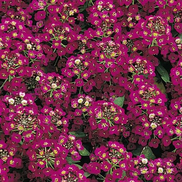 Alyssum- Deep Rose (Lobularia maritima) Deep Rose Alyssum Flower Seeds ...
