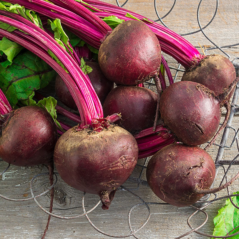 Beet – Detroit Dark Red (Beta vulgaris) Detroit Dark Red Beets Non GMO ...
