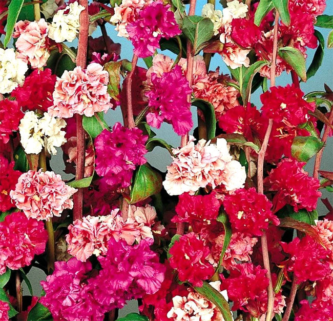 Clarkia - Godetia - Double Mixed (Clarkia amoena) Elegant Clarkia Wild ...