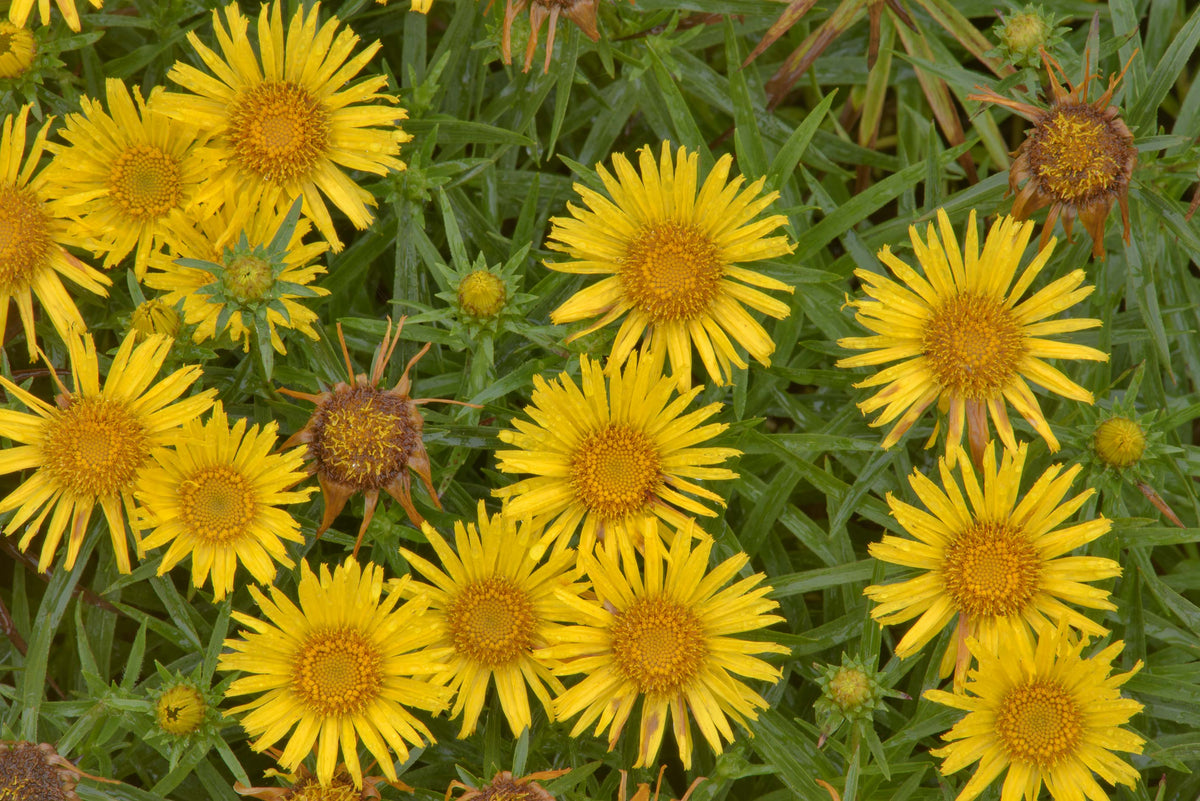Elecampane - Horse Heal (Inula helenium) Elfdock Horseheal Sunflower H ...