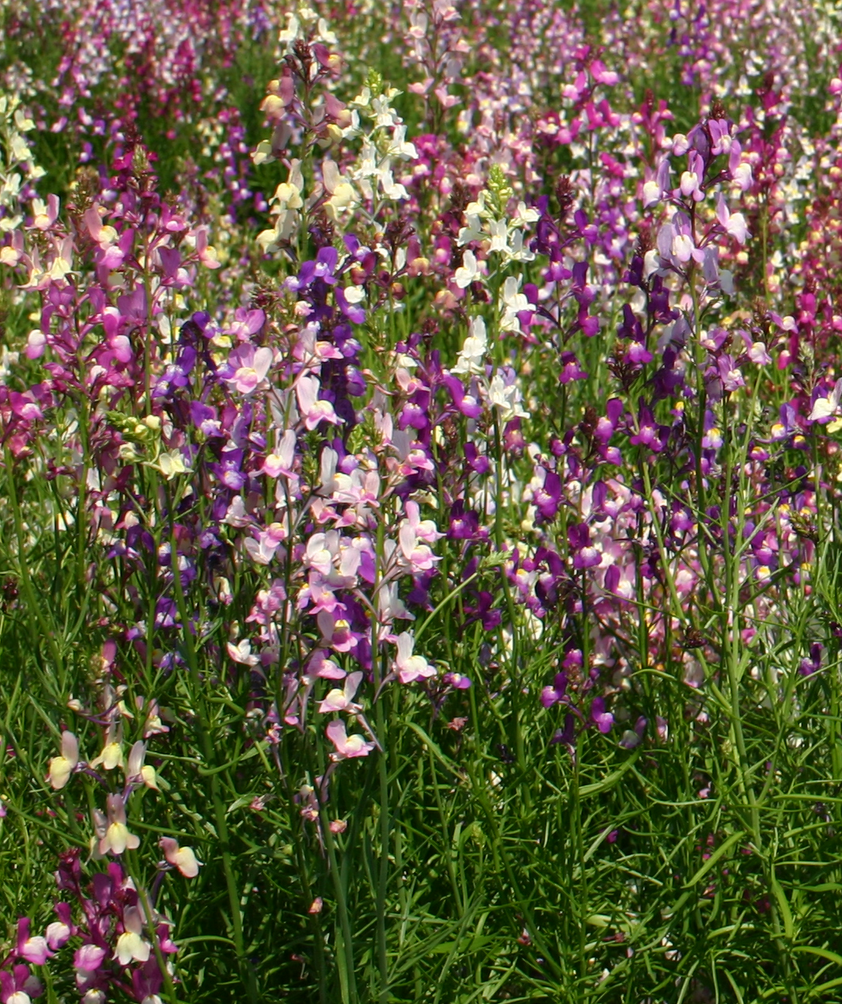 Fairies Toadflax – (Linaria marrocana) Fairy Toad Flax Heirloom Flower ...