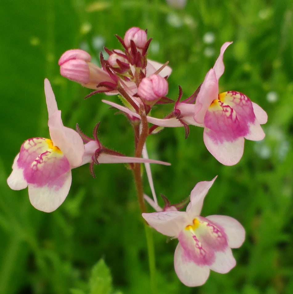 Fairies Toadflax – (Linaria marrocana) Fairy Toad Flax Heirloom Flower ...