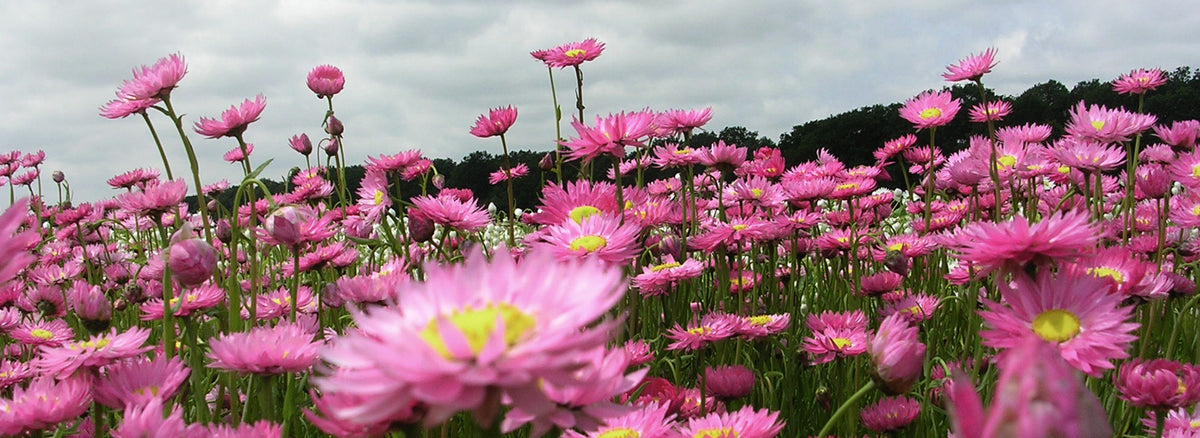Acroclinium - Paper Daisy (Helipterum roseum) Heirloom Helipterum Pape ...