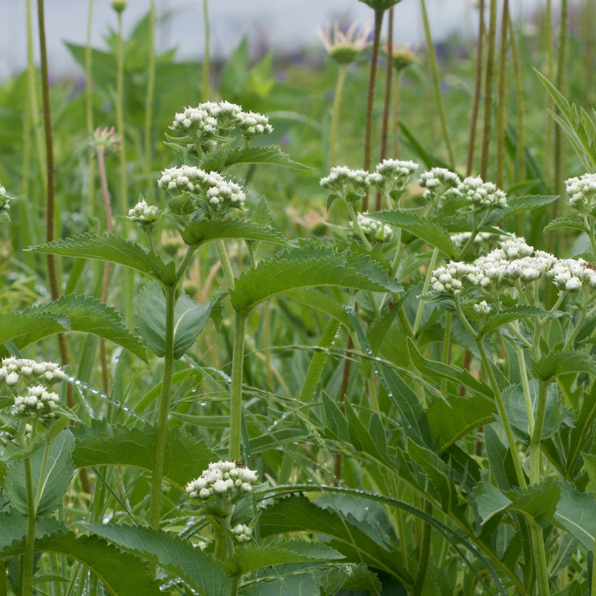 Wild Quinine (Parthenium integrifolium) Wild Feverfew Heirloom Medicin ...