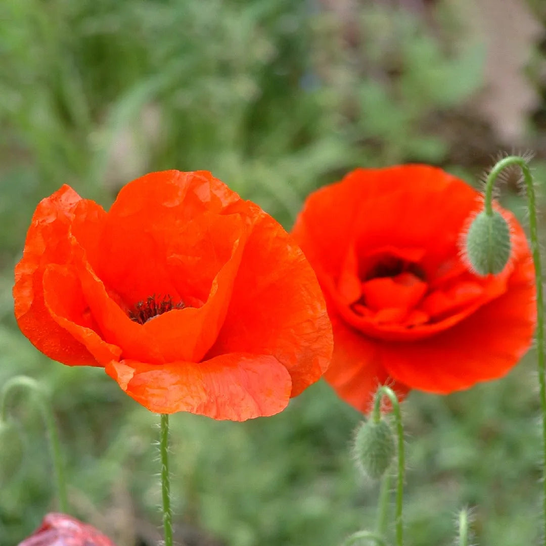 Poppy: Flanders Poppy – (Papaver Rhoeas) Red Corn Poppy Common Poppies ...