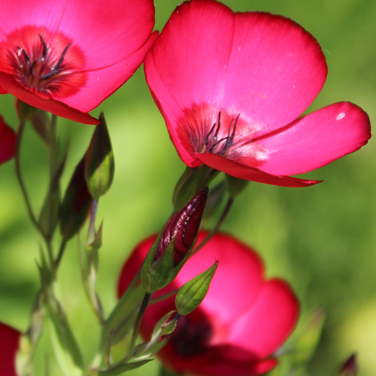 Scarlet Flax – (Linum grandiflorum) Flowering Flax Red Flax Crimson Fl ...