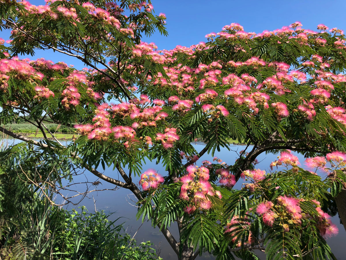 Mimosa Tree (Albizia julibrissin) Persian Silk Tree Happiness Tree Sil ...