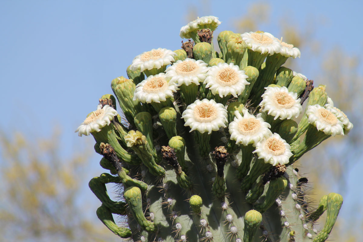 Cactus - Saguaro Cactus (Carnegiea gigantea) Cacti Sonora Saguaro Cact ...