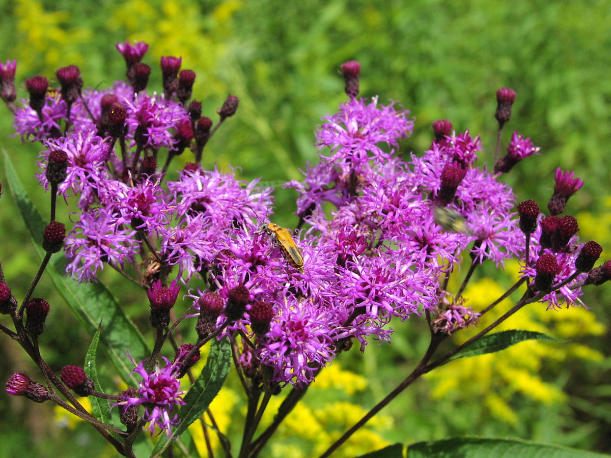 Giant Ironweed (Vernonia gigantea) Iron Weed Wildflower Wild Flower ...