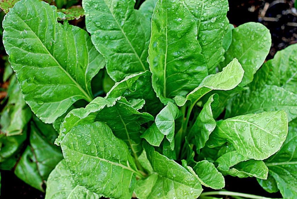 Spinach - Giant Winter (Spinacia oleracea) Cold Hardy Spinach Non GMO ...