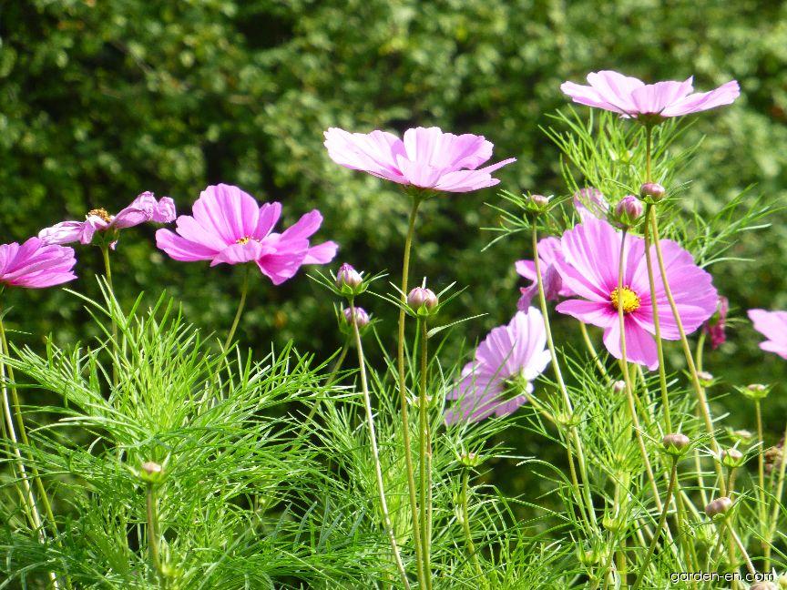 Cosmos - Gloria (Cosmos bipinnatus G) Cosmos Gloria Mexican Aster Wild ...