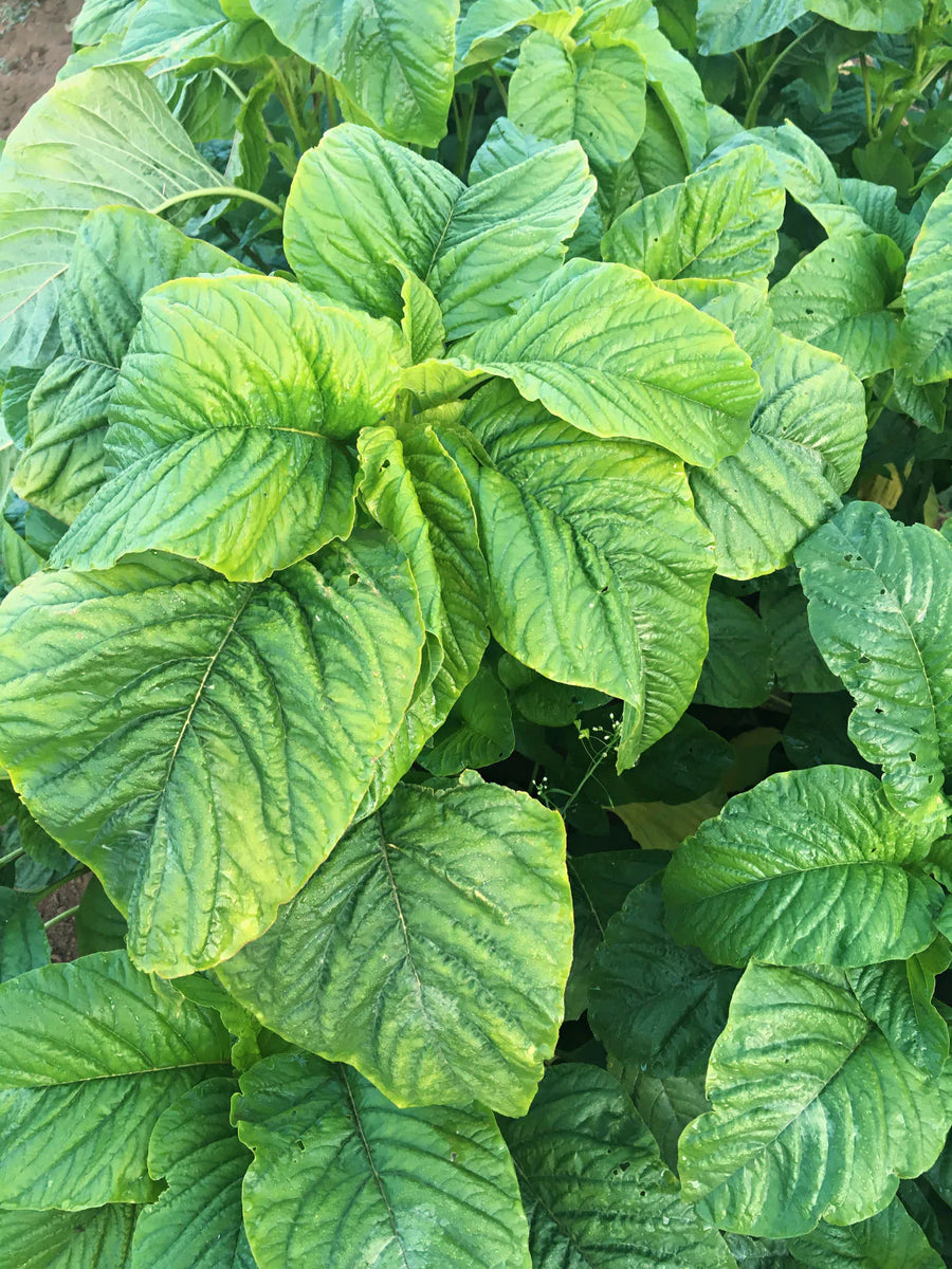 Callaloo - Jamaican - Amaranth (Amaranthus cruentus) Edible Leaf Amara ...