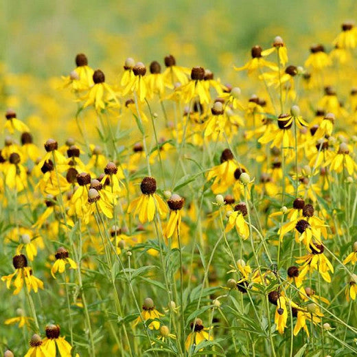 Coneflower - Grey Head Pinnate Prairie Coneflowers (Ratibida pinnata ...