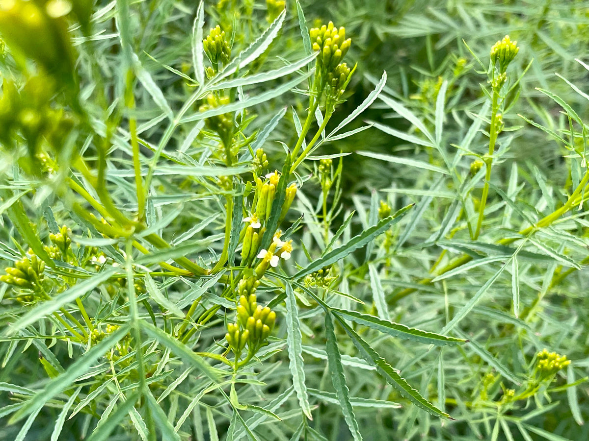 Mint - Huacatay - Peruvian Black Mint Leaves(Tagetes minuta) Wacatay W ...