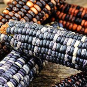 Corn - Big Horse Spotted Corn (Zea mays) - Open Pollinated, Organic ...