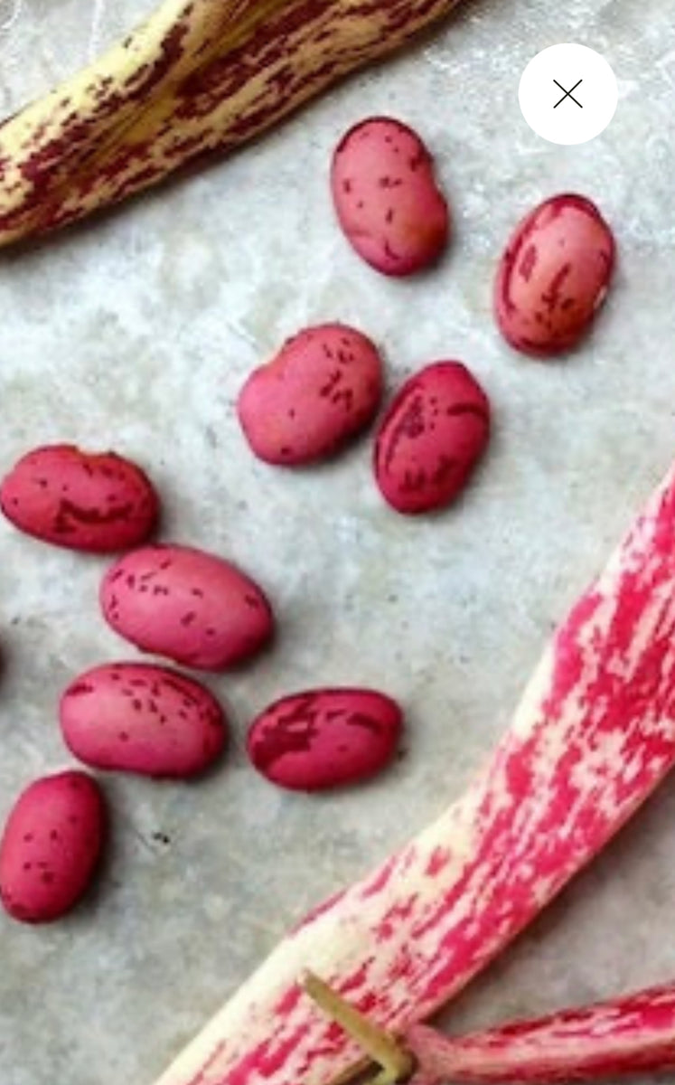Bean - Taylors Dwarf Horticulture Dry Beans (Phaseolus vulgaris) Heirl ...