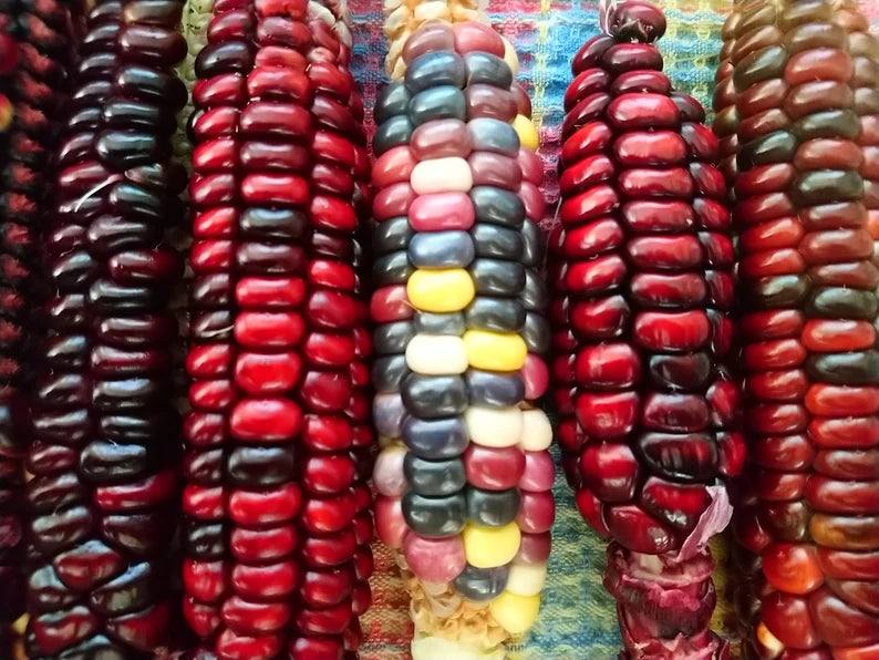 Corn - Painted Mountain ( Zea mays) Maize Open Pollinated Organic Corn ...