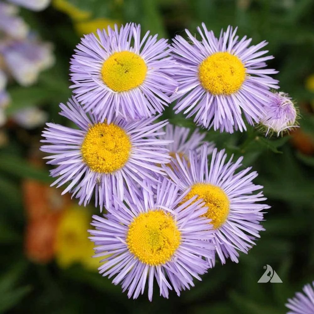 Fleabane - Blue Erigeron Daisy (Erigeron speciosus) Azure Blue Fairy F ...