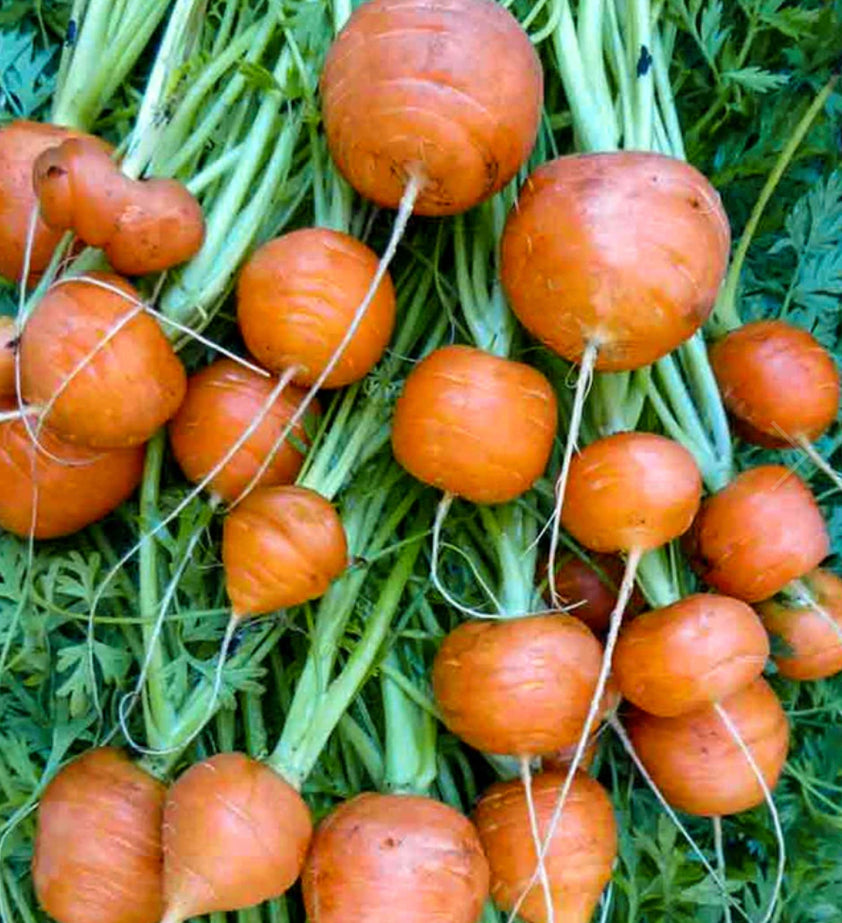 Carrot - Parisian Gourmet Round Carrots (Daucus carota subsp. sativus ...