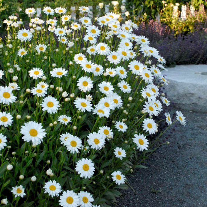 Daisy - Shasta Daisy – (Chrysanthemum Maximum) Flower – Bumbleseeds