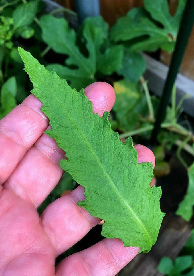 Epazote - Mastruz (Dysphania ambrosioides) Jesuits Tea Organic Non GMO ...