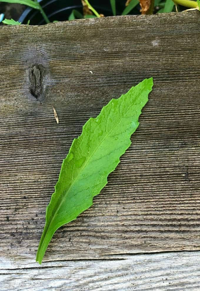 Epazote - Mastruz (Dysphania ambrosioides) Jesuits Tea Organic Non GMO ...