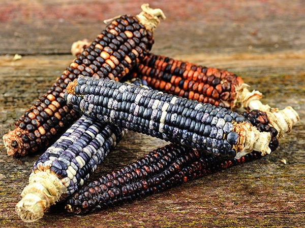 Corn - Big Horse Spotted Corn (Zea mays) - Open Pollinated, Organic ...
