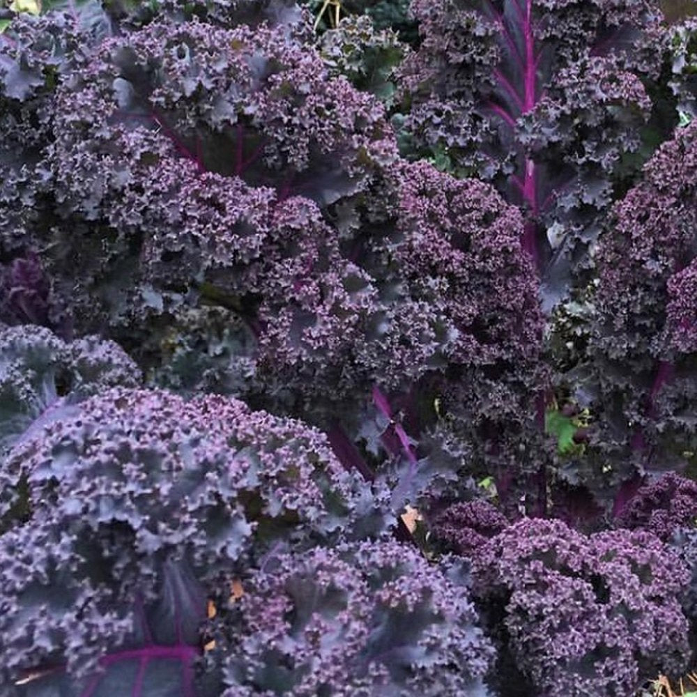 Kale - Scarlet (Brassica oleracea var. palmifolia) Scarlet Curled Kale ...