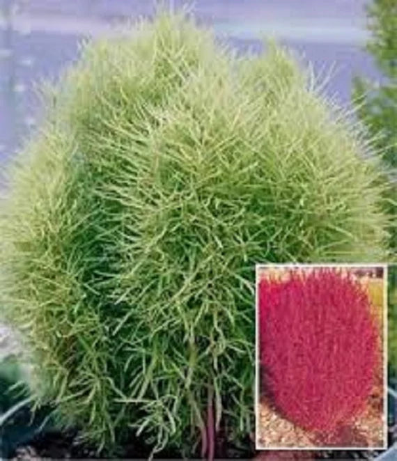 Kochia - Mexican Fire Weed ( Bassia scoparia) Mexican Fireweed Burning ...