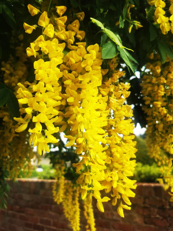 Laburnum - Golden Chain Tree (Laburnum anagyroides) Golden Rain Wister ...