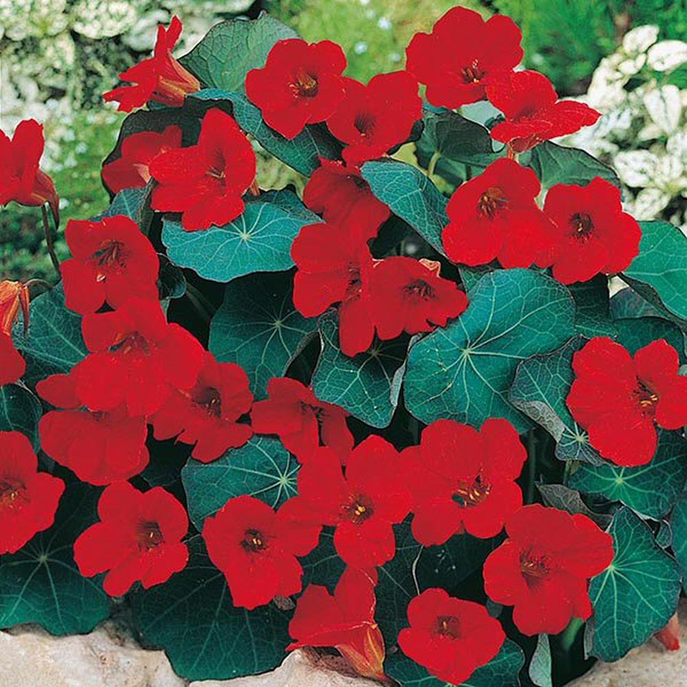 Nasturtium Empress Of India Trapaeolum Majus Heirloom Empress Of I
