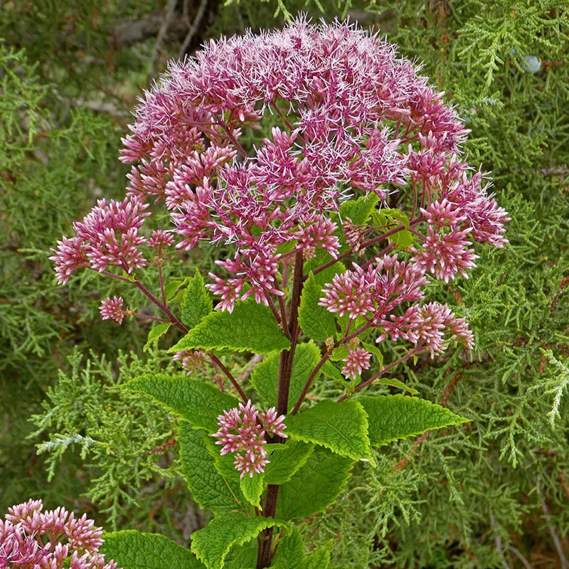 Joe Pye Weed (Eutrochium purpureum) Canadian Native Wildflower Herb ...