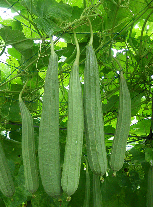 Luffa - Miriam Sponge Gourd (Luffa cylindrica) Loofah Sin Gua Asian An ...