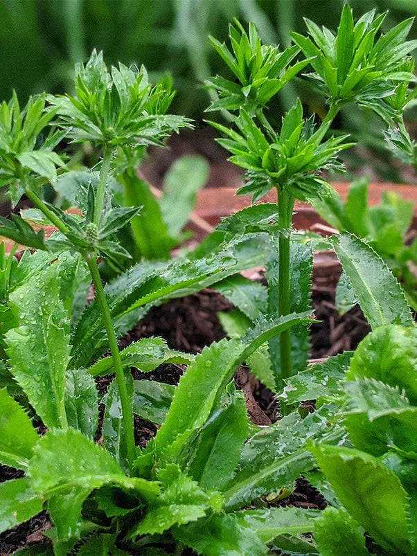 Coriander - Sawtooth - Mexican (Eryngium foetidum) Culantro, Saw Leaf ...