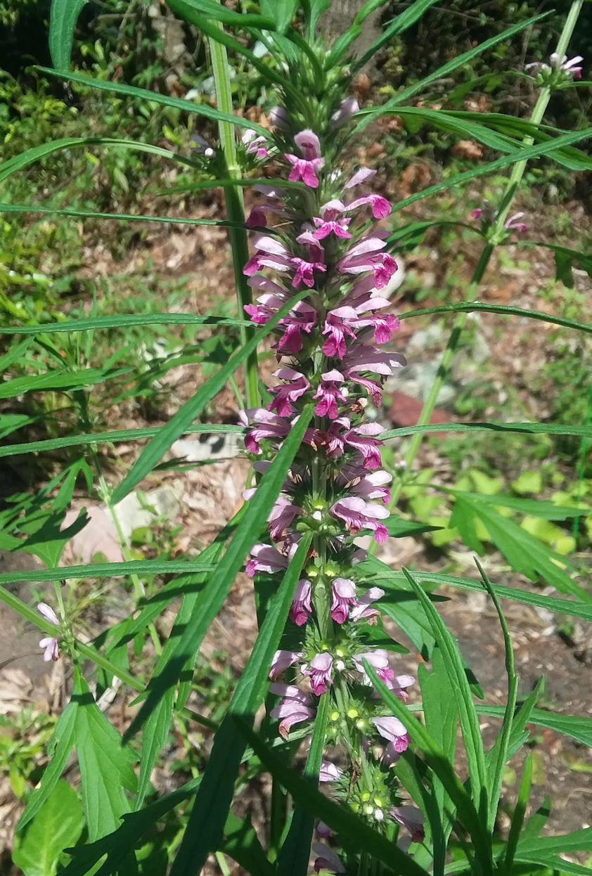 Motherwort - Lions Tail (Leonurus sibiricus) Siberian Motherwort Lions ...