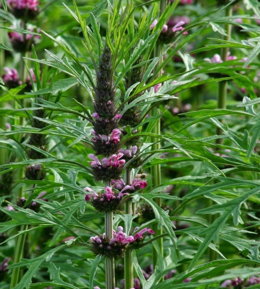 Motherwort - Lions Tail (Leonurus sibiricus) Siberian Motherwort Lions ...