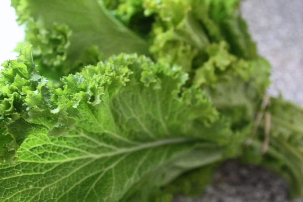 Wasabina - Mustard Greens (Brassica juncea) Japanese Wasabina Heirloom ...