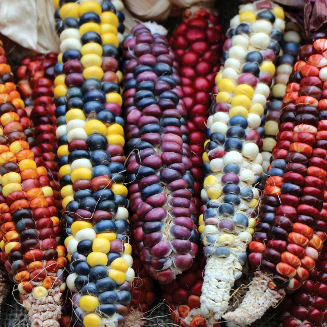 Corn - Painted Mountain ( Zea mays) Maize Open Pollinated Organic Corn ...
